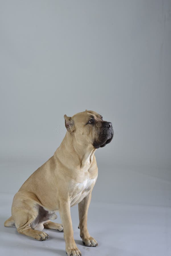 Brutus stock photo. Image of canis, corso, guardian, mastiff - 29127020