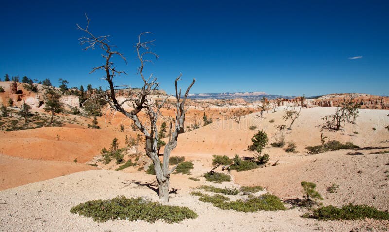 Bryce Canyon National Park stock photo. Image of trees - 17039234