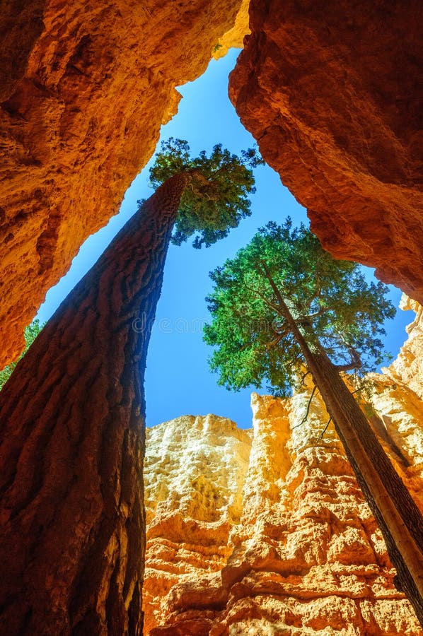 Bryce Canyon National Park stock photo. Image of monument - 61132938