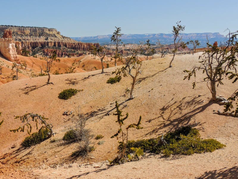 Bryce Canyon National Park Trees Stock Image - Image of trees, ghostly ...