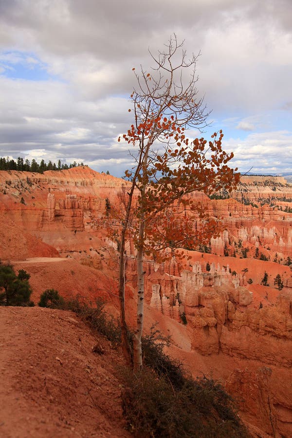 Autumn in Bryce Canyon National Park Stock Image - Image of landscape ...