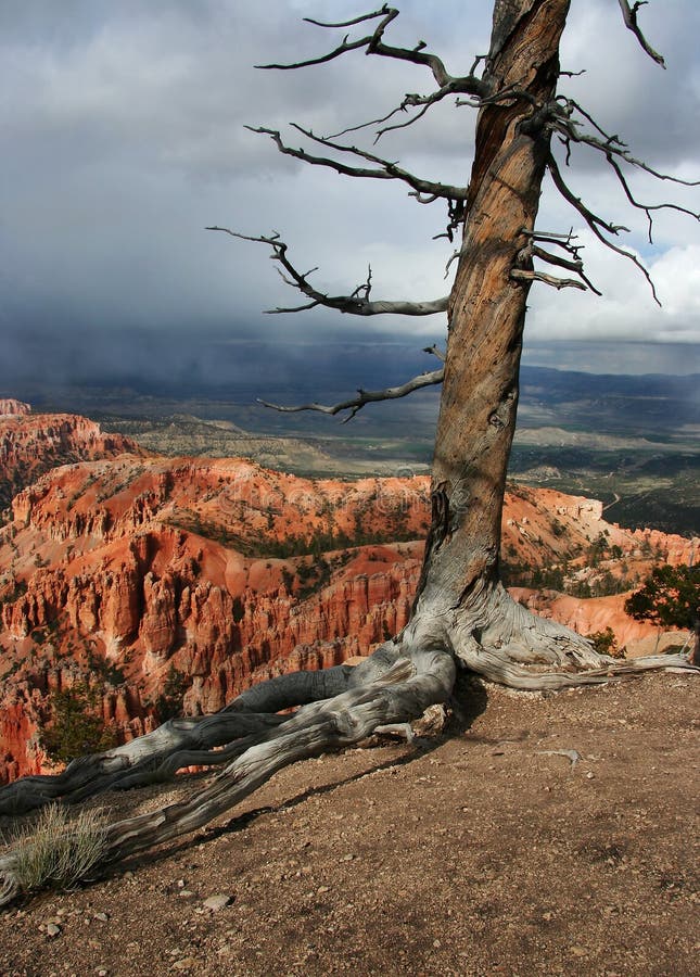 Bryce Canyon Tree stock image. Image of park, rocks, orange - 13475851