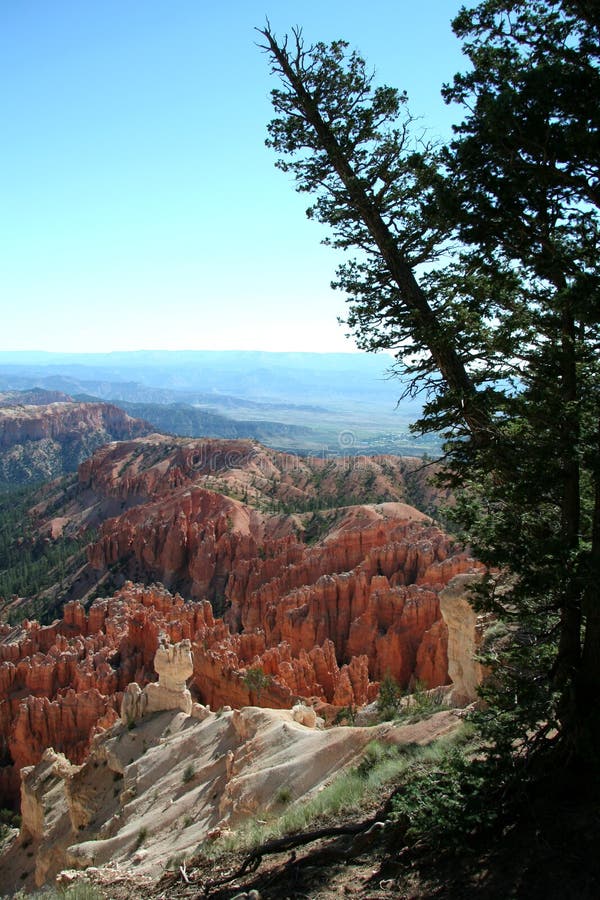 Bryce donnent sur l'arbre photo stock. Image du stationnement - 376536