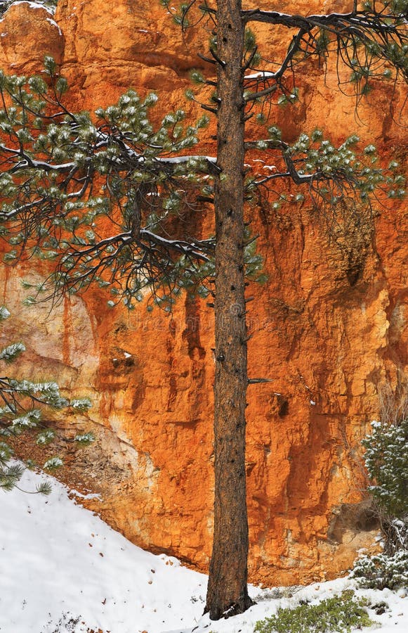 Bryce National Park, Utah stock photo. Image of utah - 90004886