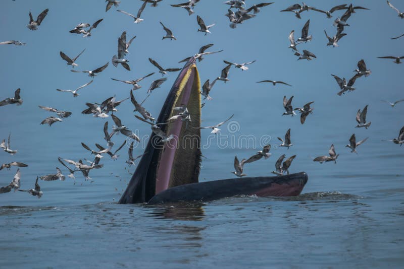Bryde` S Walvis Het Voeden in Golf Van Thailand Stock Foto - Image of ...
