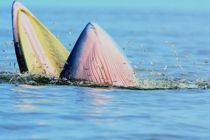 Bryde s Whale stock photo. Image of mammal, environment - 16405564