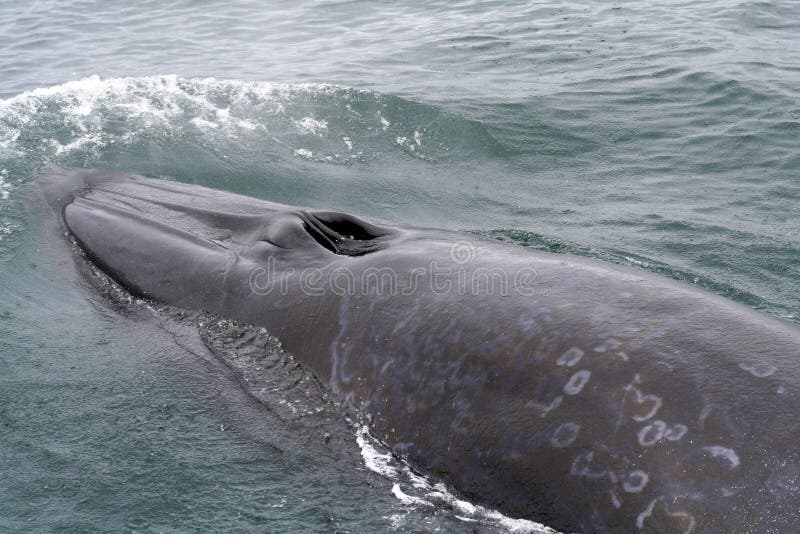 Bryde s Whale 2 of 2 stock image. Image of baleen, watching - 1660775