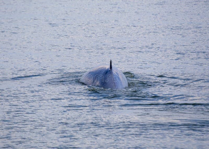 Bryde`s Whale Balaenoptera Brydei Stock Photo - Image of nature, brydei ...