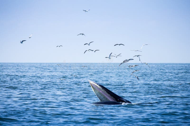 Bryde`s Whale and the Birds Stock Image - Image of brydes, outdoor ...