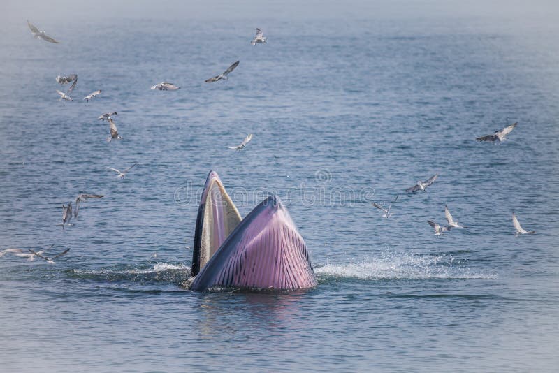 Bryde`s whale stock photo. Image of wild, eating, brydes - 83051582