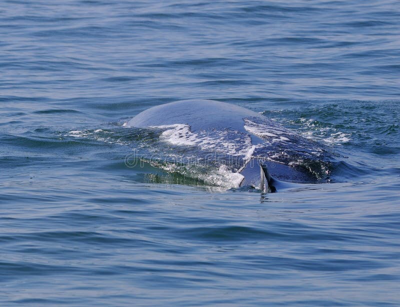 Bryde s stock photo. Image of ocean, humpback, animal - 45325712