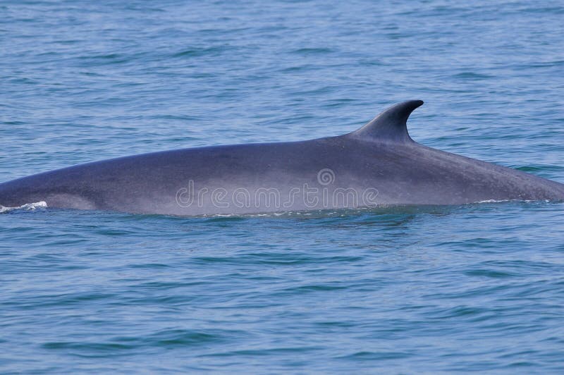 Bryde s whale stock image. Image of bruda, intense, eating - 45415007