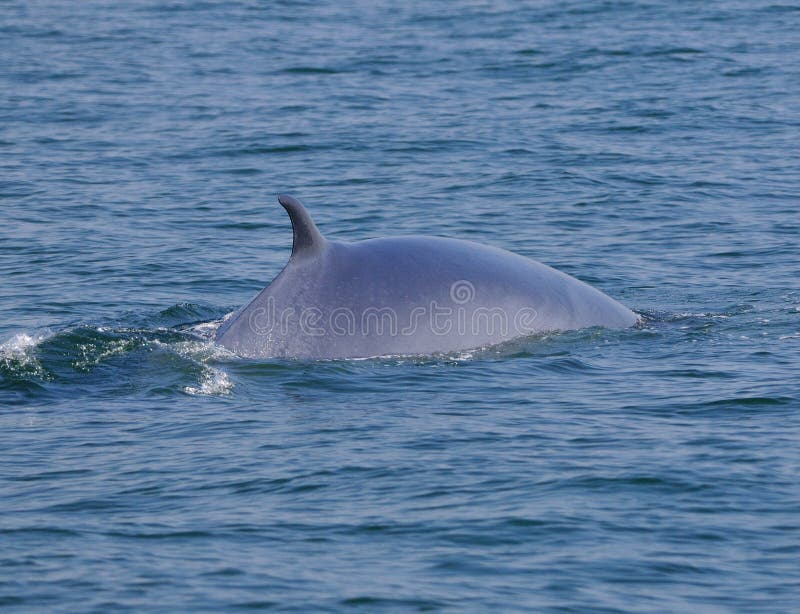 Bryde s whale stock image. Image of eating, enthusiasm - 45415205