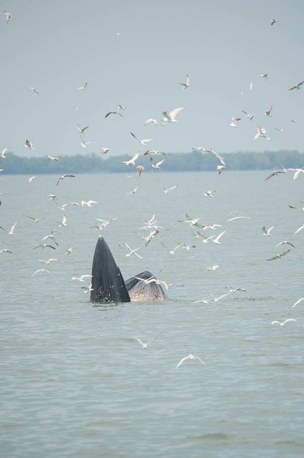 Bryde s whale stock image. Image of baleen, delight, landscape - 66692929