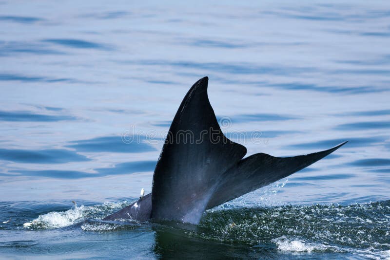 The Bryde`s Whale. stock photo. Image of marine, gulf - 120890288