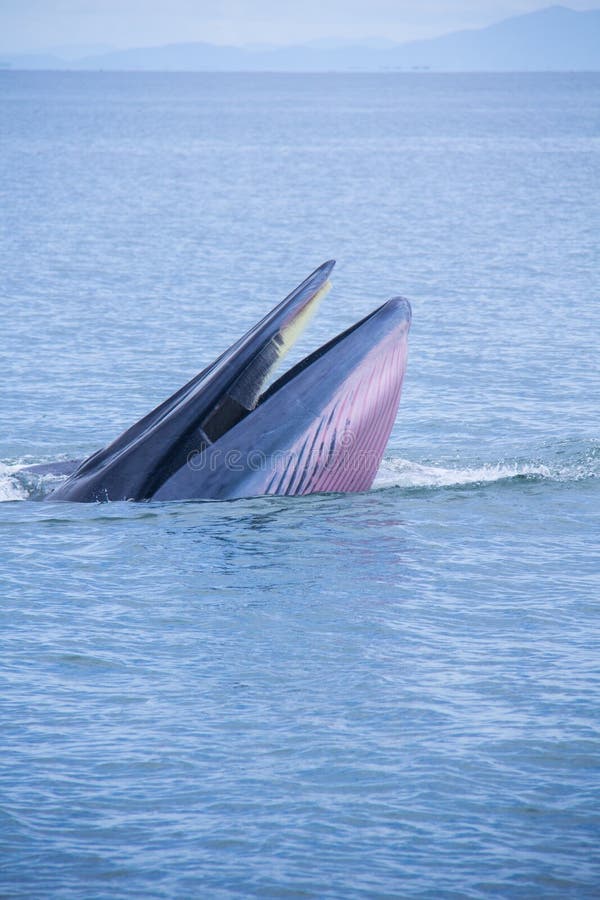The Bryde s Whale. stock image. Image of outdoors, whale - 34630827