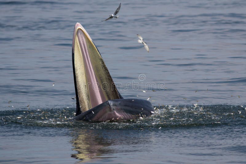 The Bryde s Whale. stock image. Image of hunting, thailand - 54023725
