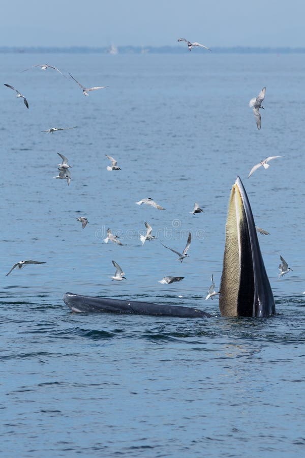 The Bryde s Whale. stock photo. Image of life, bryde - 54554820