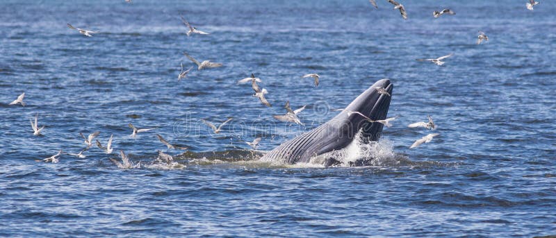 The Bryde s Whale. stock image. Image of blue, bird, eating - 61806313