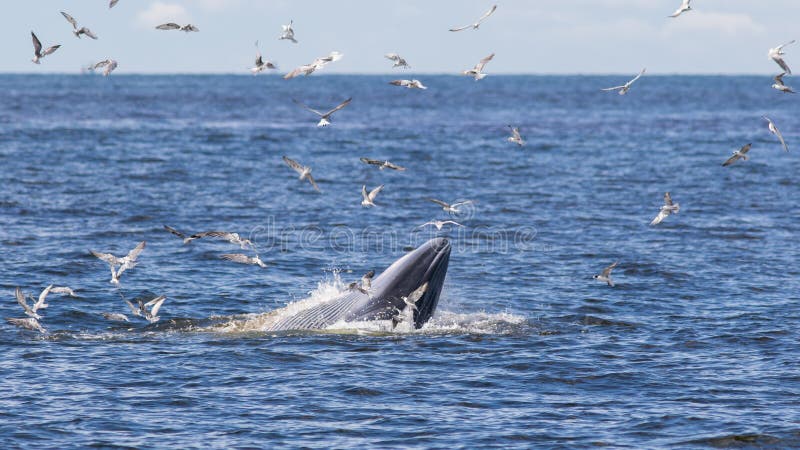 The Bryde s Whale. stock image. Image of black, horizon - 61806399