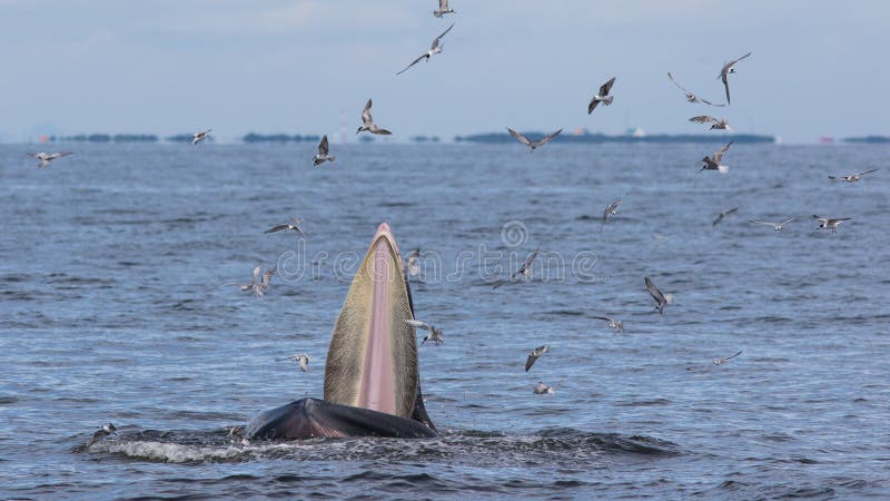 The Bryde s Whale. stock image. Image of life, conservation - 61806553