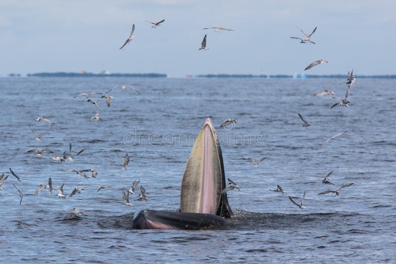 The Bryde s Whale. stock image. Image of outdoors, nature - 61806629