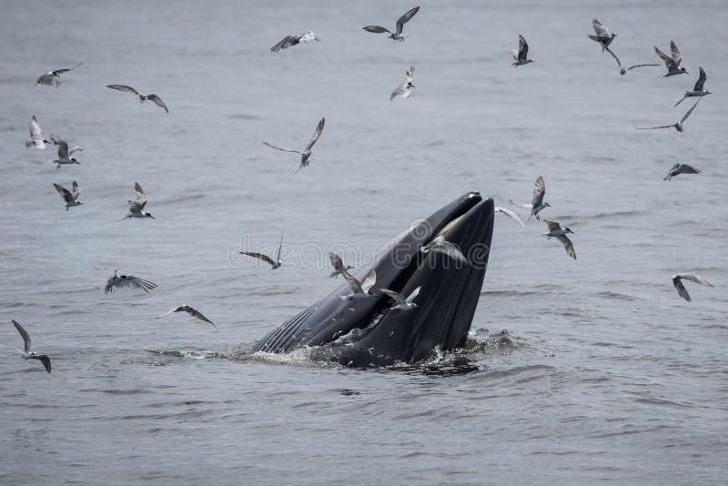 The Bryde s Whale. stock photo. Image of hunting, species - 61809060