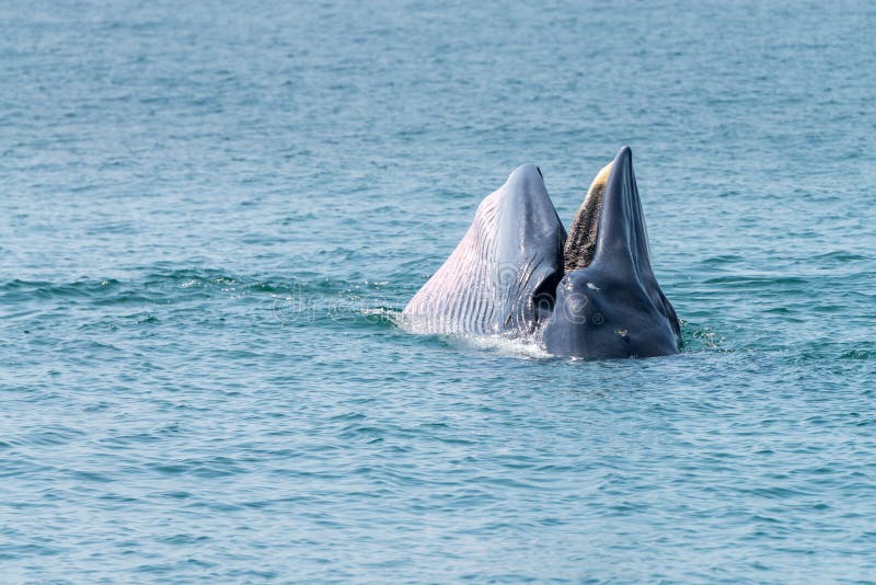 Brydewal Im Golf Von Thailand Stockfoto - Bild von ökologie, mörder ...