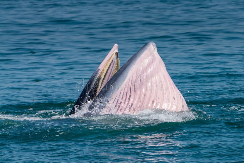 Der Brydewal stockfoto. Bild von golf, biologie, jagd - 61806208