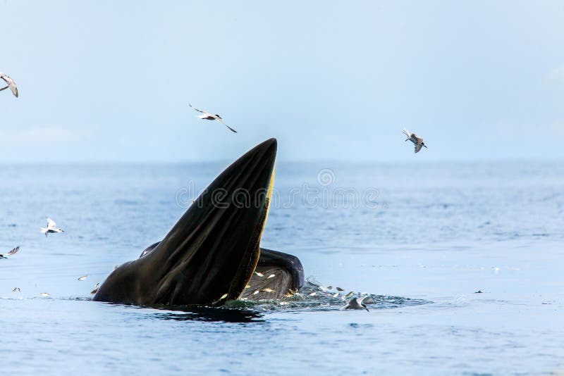 Bryde& X27; S-Wal, Eden& X27; S-Wal, Fische Beim Golf Von Thailand ...