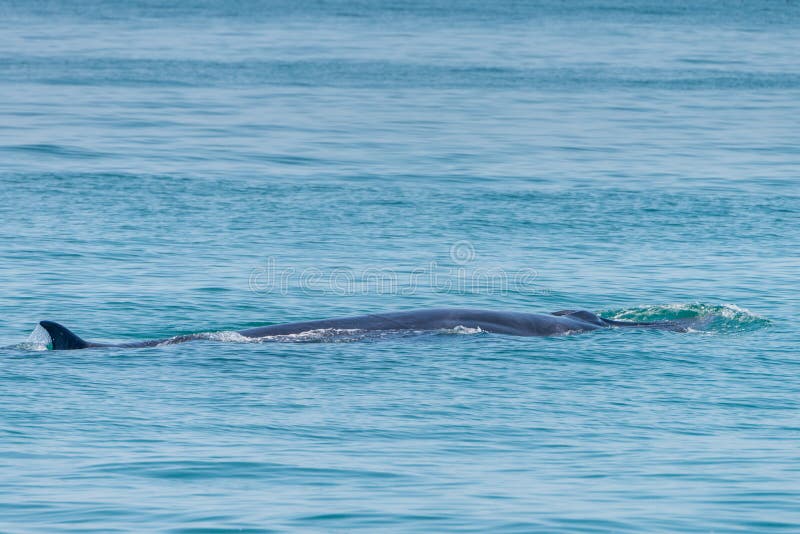 Bryde s Whale 2 of 2 stock image. Image of baleen, watching - 1660775