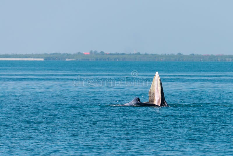 Bryde s Whale 2 of 2 stock image. Image of baleen, watching - 1660775