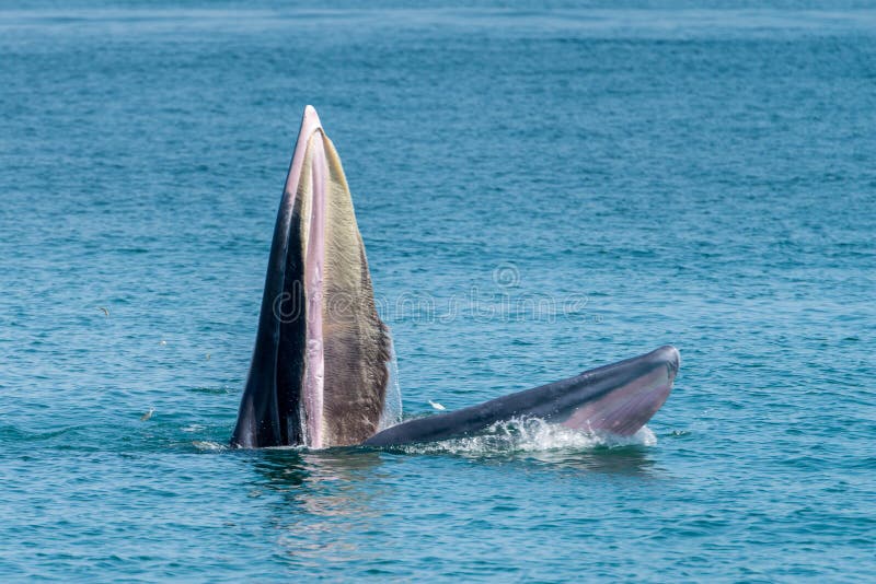 Bryde s Whale 2 of 2 stock image. Image of baleen, watching - 1660775