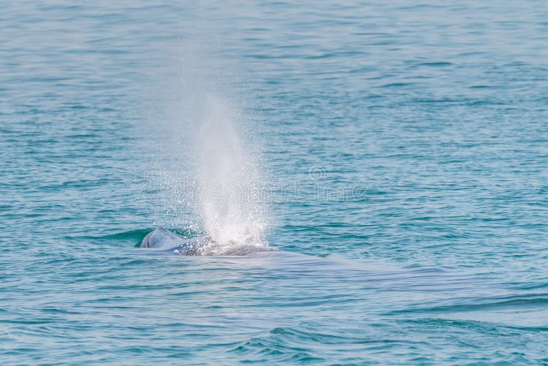 Bryde s Whale 2 of 2 stock image. Image of baleen, watching - 1660775