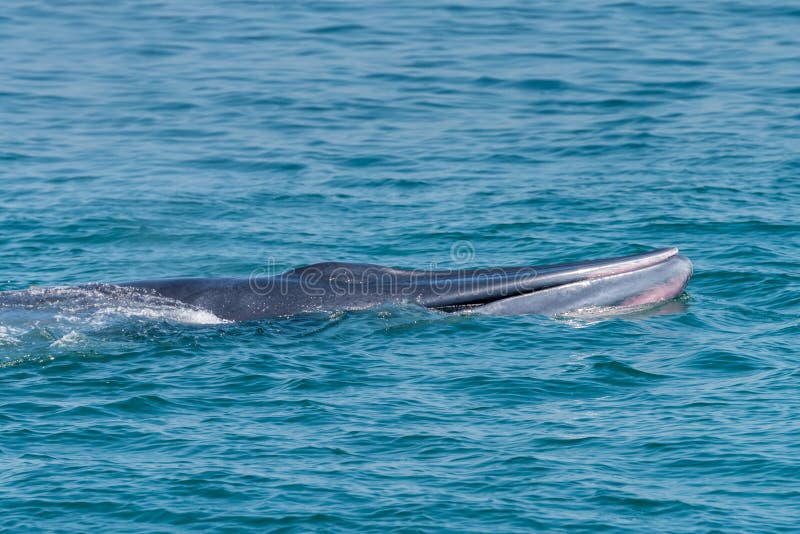 Bryde s Whale 2 of 2 stock image. Image of baleen, watching - 1660775