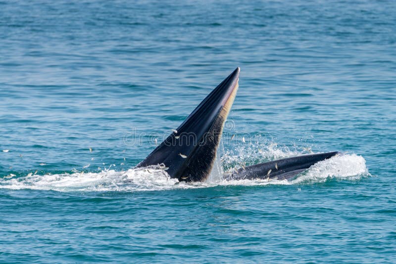 Bryde s Whale 2 of 2 stock image. Image of baleen, watching - 1660775