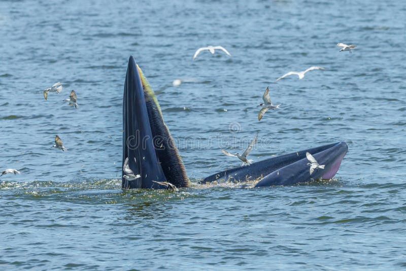 Brydewal Ganz Offen Ihr Berg Stockbild - Bild von blau, möve: 33458413