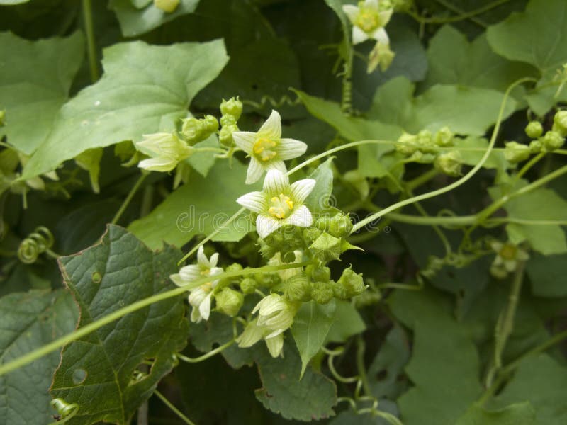 Bryonia alba in bloom stock photo. Image of leaf, perennial - 154278718