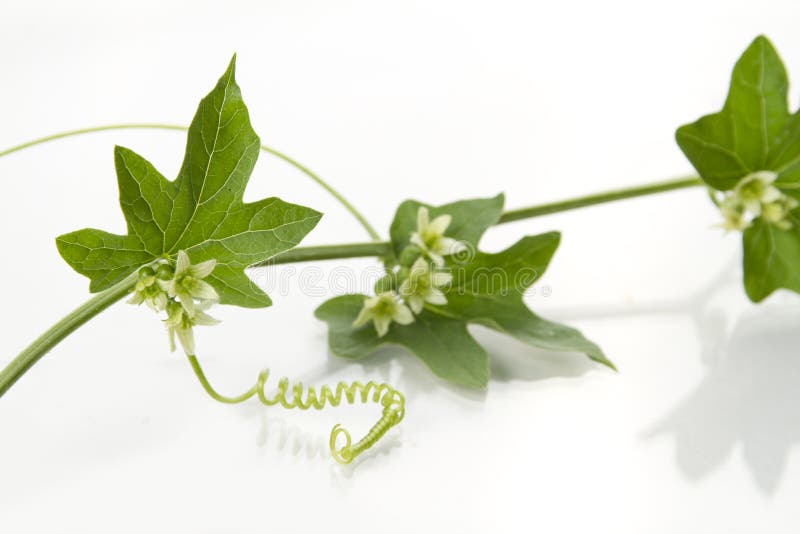 Bryony stock photo. Image of close, floral, bryoni, bryonia - 28044484