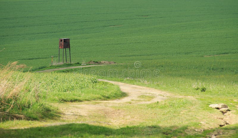 Bryony in the fields stock image. Image of bryony, hunt - 90583681