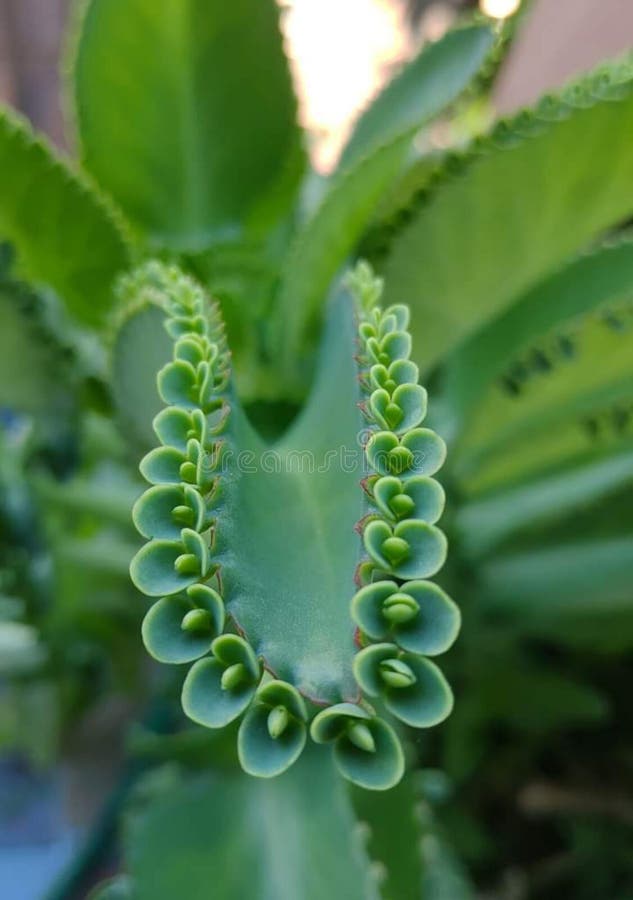 Bryophyllum leaf portrait stock image. Image of branch - 248350489