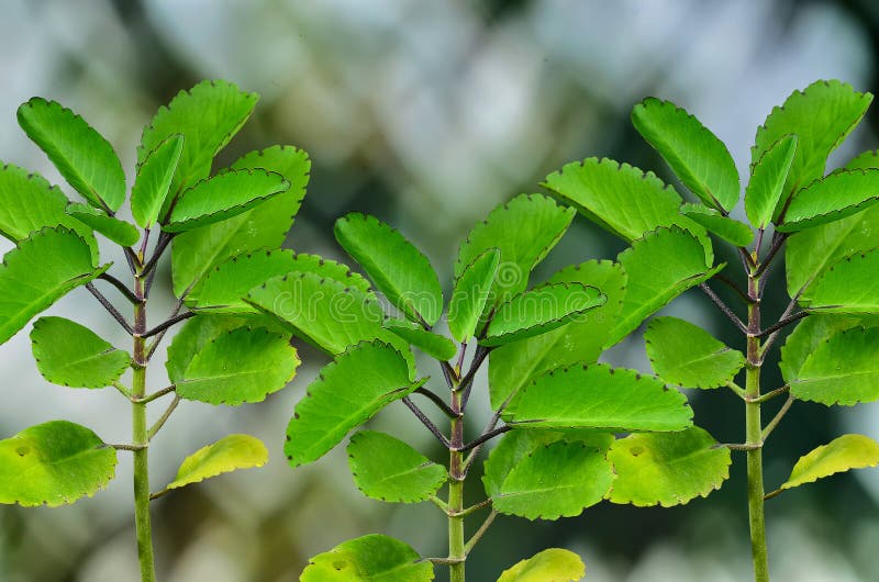 Life Plant or Miracle Leaf Bryophyllum Pinnatum. Stock Photo - Image of ...