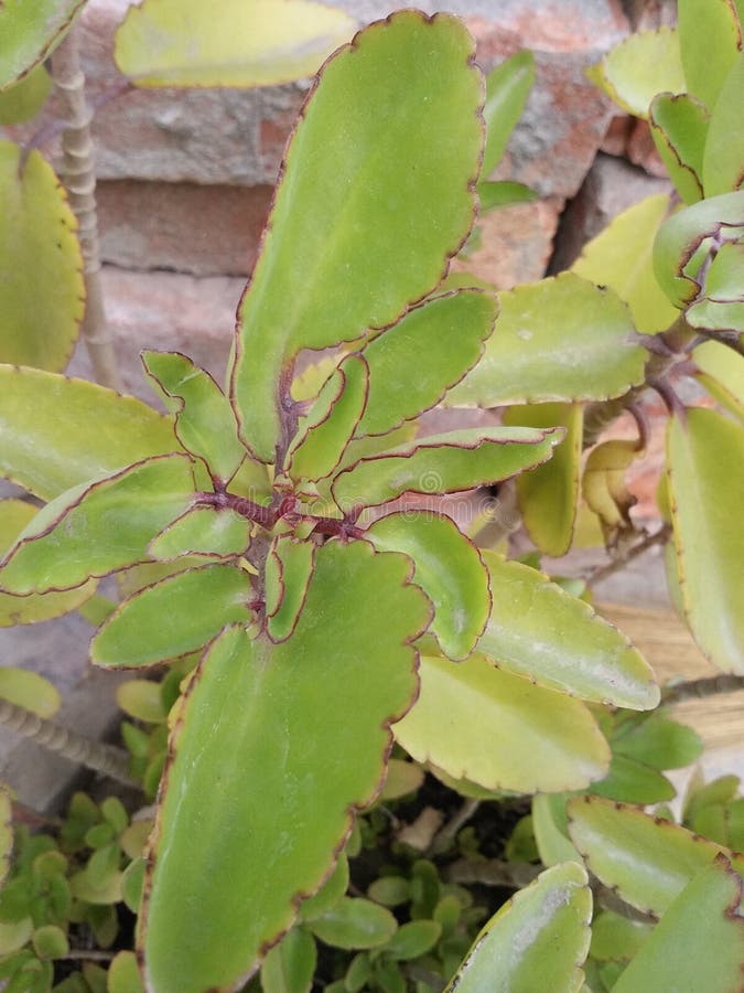 Pathar Chatta Aurvedic Plant Image Stock Photo - Image of plant, pathar ...