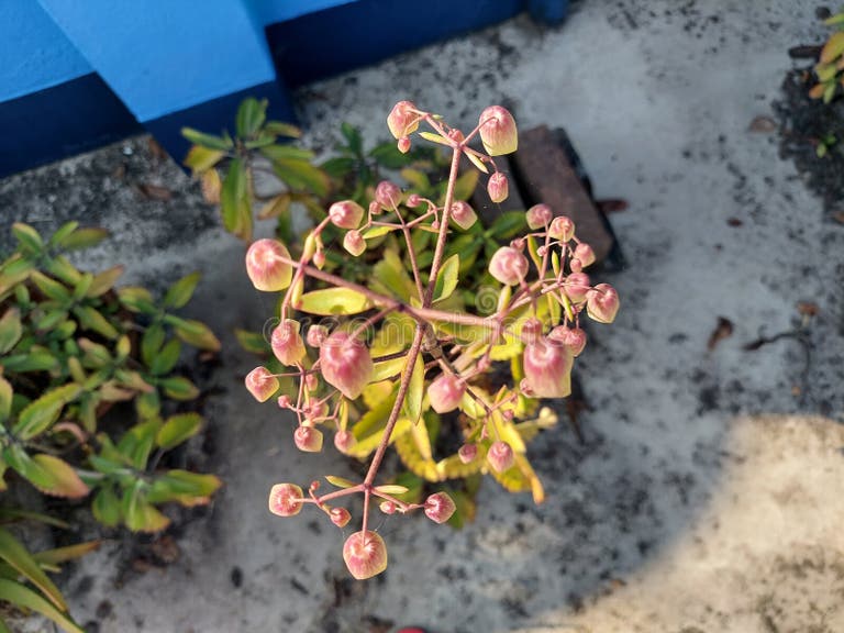 Bryophyllum Pinnatum Pathorkuchi Flower Stock Image - Image of food ...