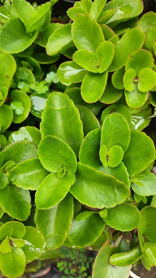 Bryophyllum Pinnatum Taken from a High Angle Stock Photo - Image of ...