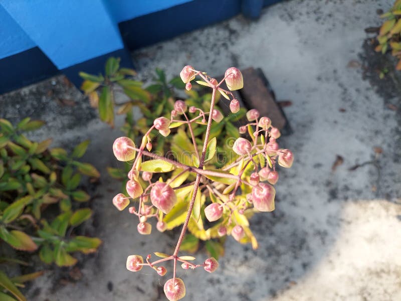 Bryophyllum Pinnatum Pathorkuchi Plant Flower Stock Image - Image of ...