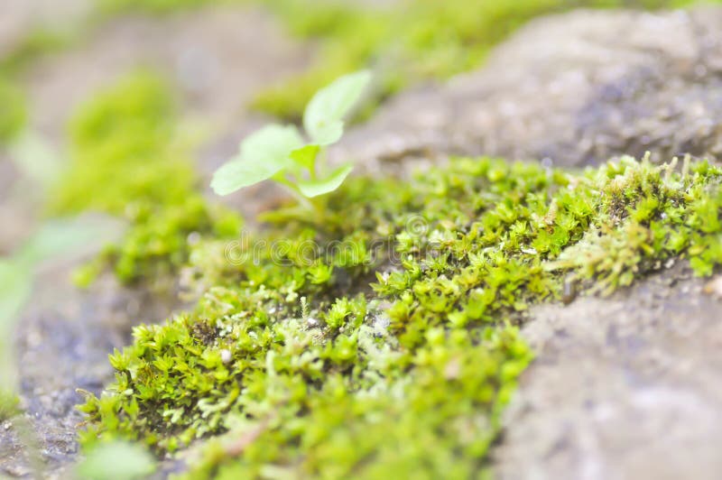 Bryophyta, Musgo En La Roca Foto de archivo - Imagen de espinoso, cubo ...