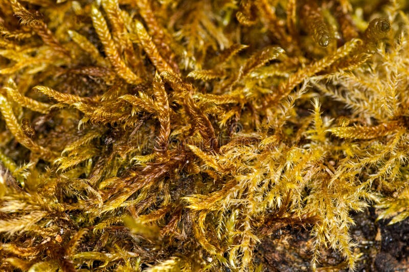 Bryophyte Portrait Common Woodland Moss Stock Photo - Image of growth ...