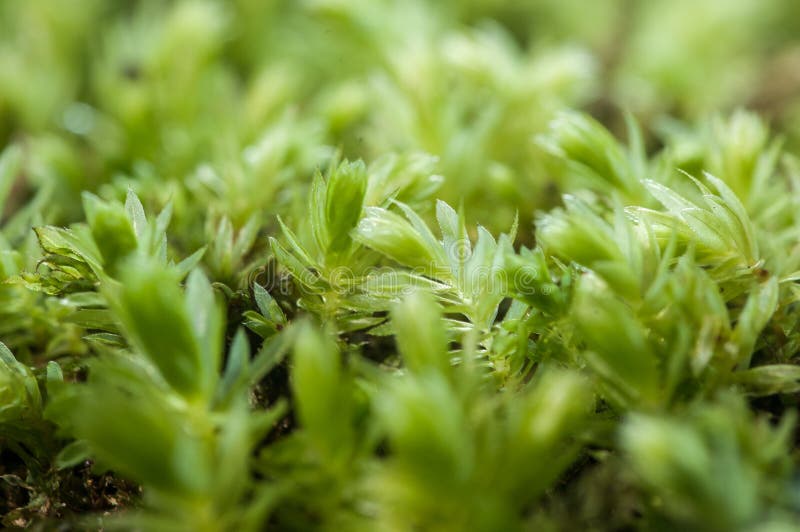 Bryophyte woodland moss stock image. Image of bryophyte - 52471265