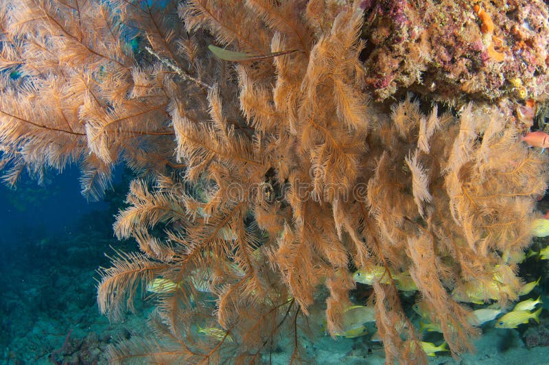 Bryozoan Under a Reef Ledge Stock Image - Image of swim, reef: 26773505